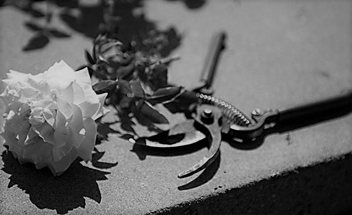 Roberta’s Roses – A Walk In The Dark